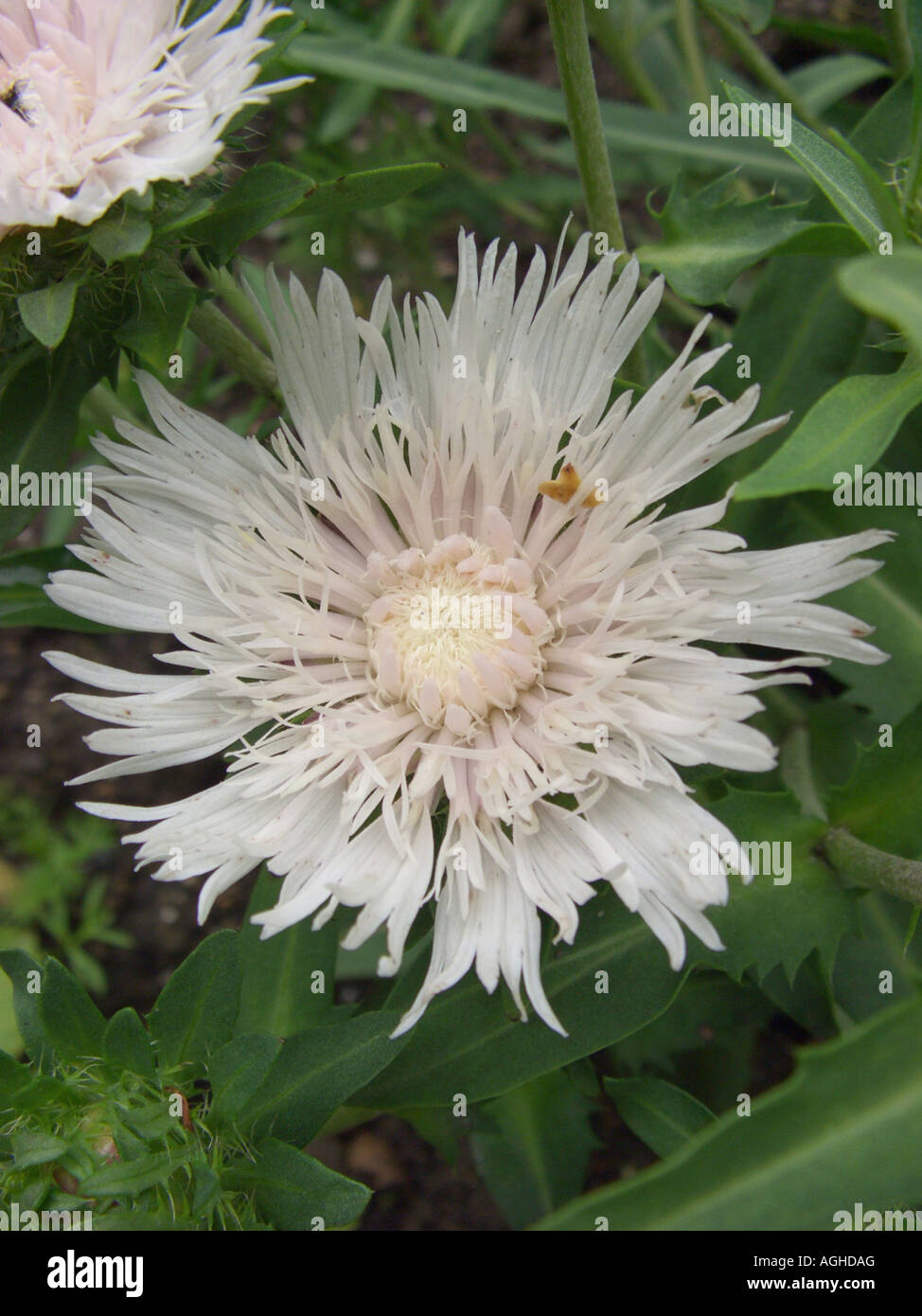 Stokes aster stokesia laevis hi-res stock photography and images - Alamy