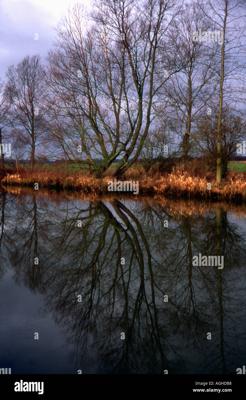 Tree lined river Waveney at Geldeston Norfolk Stock Photo - Alamy