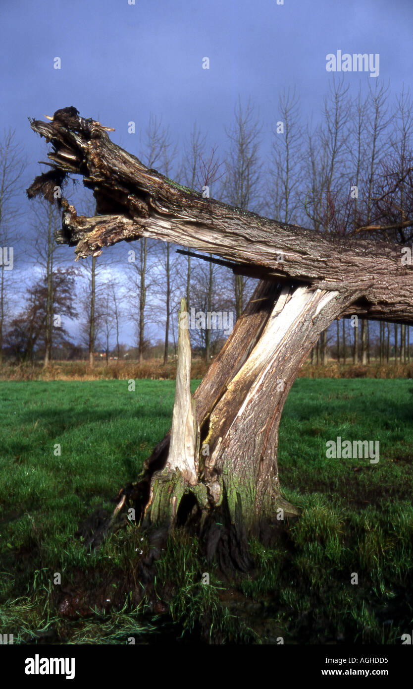 Wind damaged tree Geldeston Marshes Norfolk England Stock Photo - Alamy
