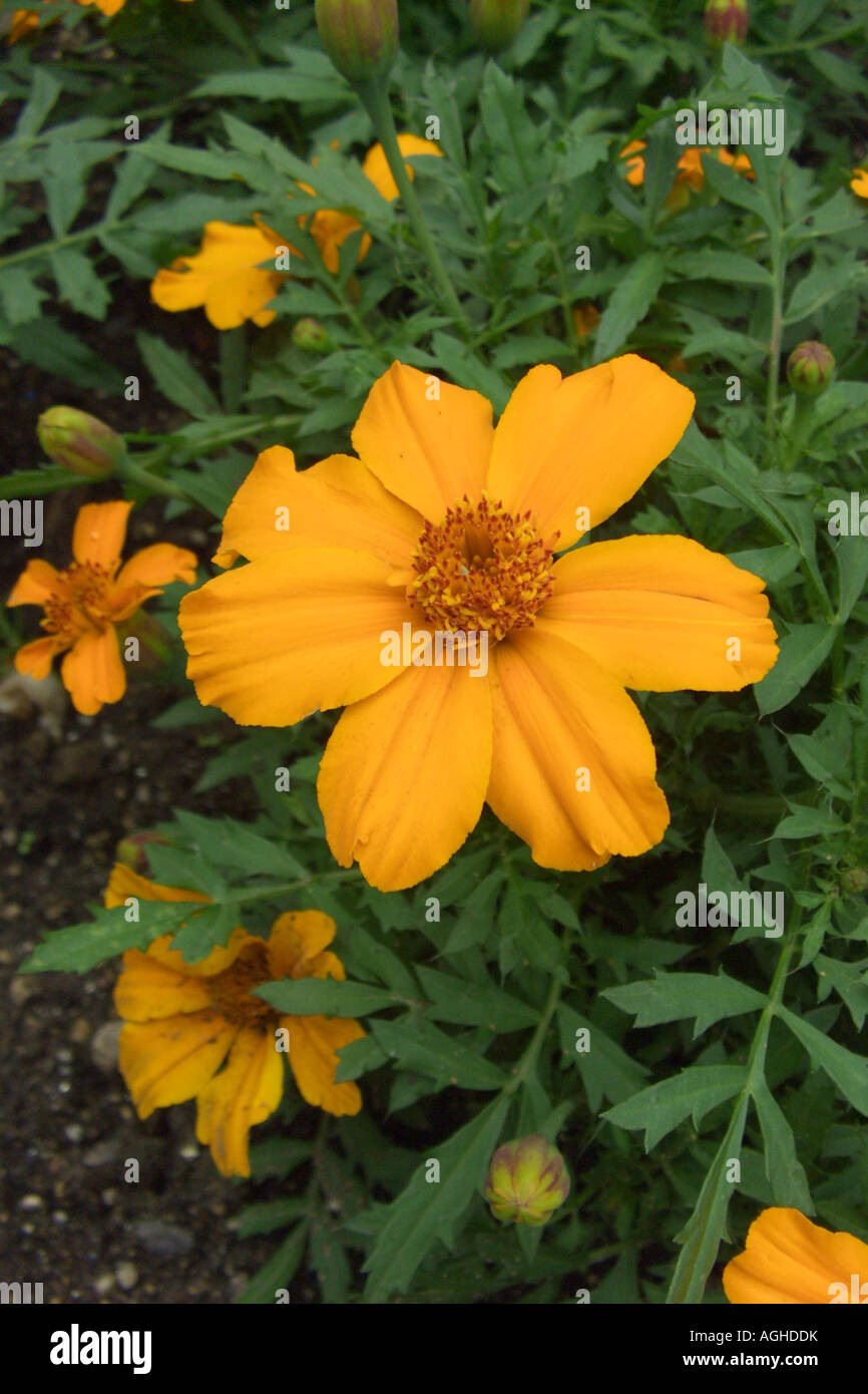 French marigold (Tagetes patula, hybrid), blooming Stock Photo - Alamy