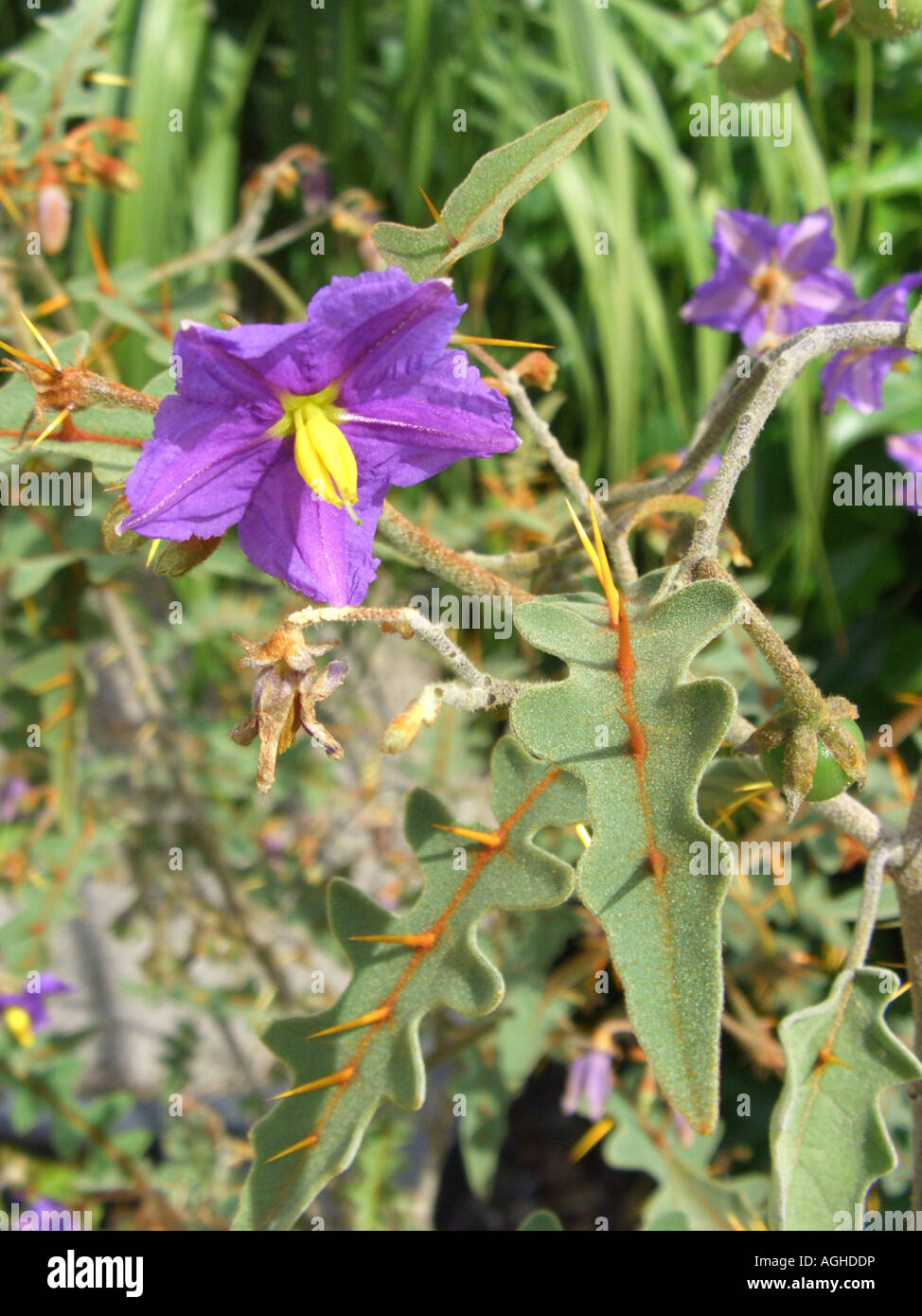 Thorny nightshade, Porcupine tomato (Solanum pyracanthum), blooming ...