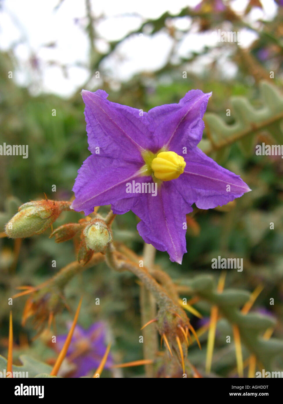 Thorny nightshade, Porcupine tomato (Solanum pyracanthum), blooming ...