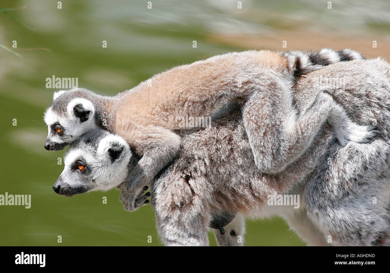 Ring tailed lemur carrying baby on back side view Stock Photo - Alamy