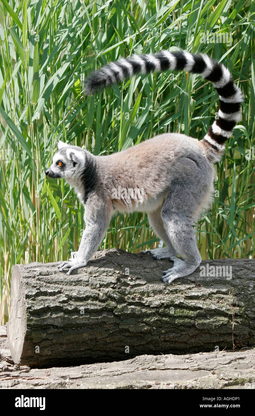 Ring tailed lemur standing on log side view Stock Photo - Alamy