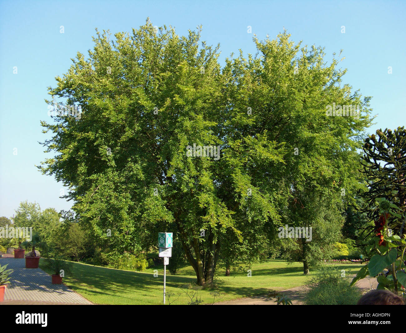 American elm trees hi-res stock photography and images - Alamy