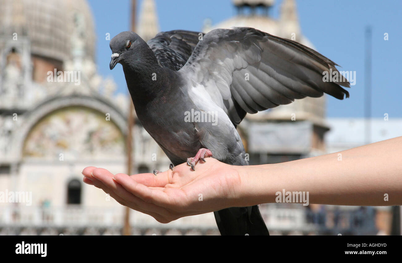 Pigeon perching on woman s hand outdoors Stock Photo - Alamy
