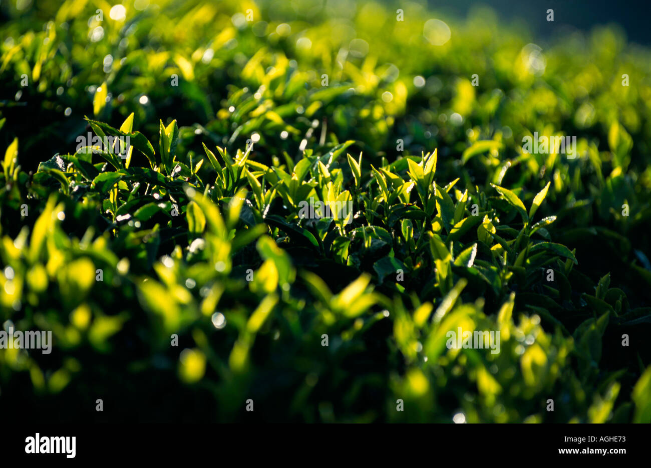 Tea plant green foliage. Tea plantation, Sri Lanka Stock Photo - Alamy