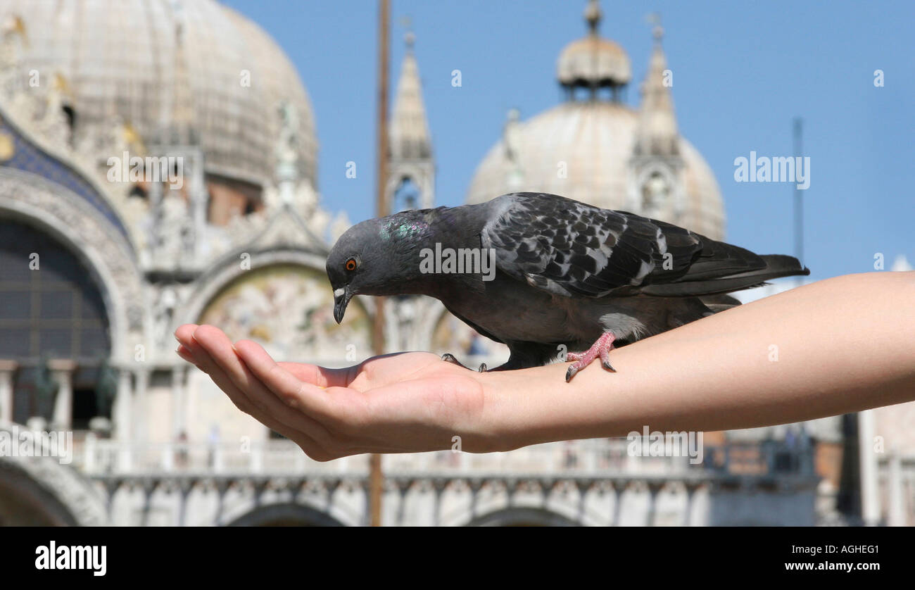 Pigeon perching on woman s hand outdoors Stock Photo - Alamy