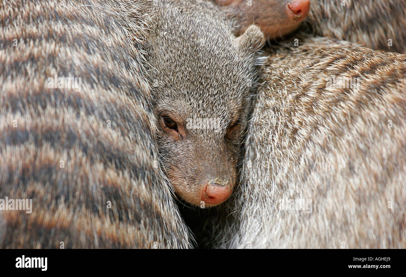 Three banded mongoose close up Stock Photo - Alamy