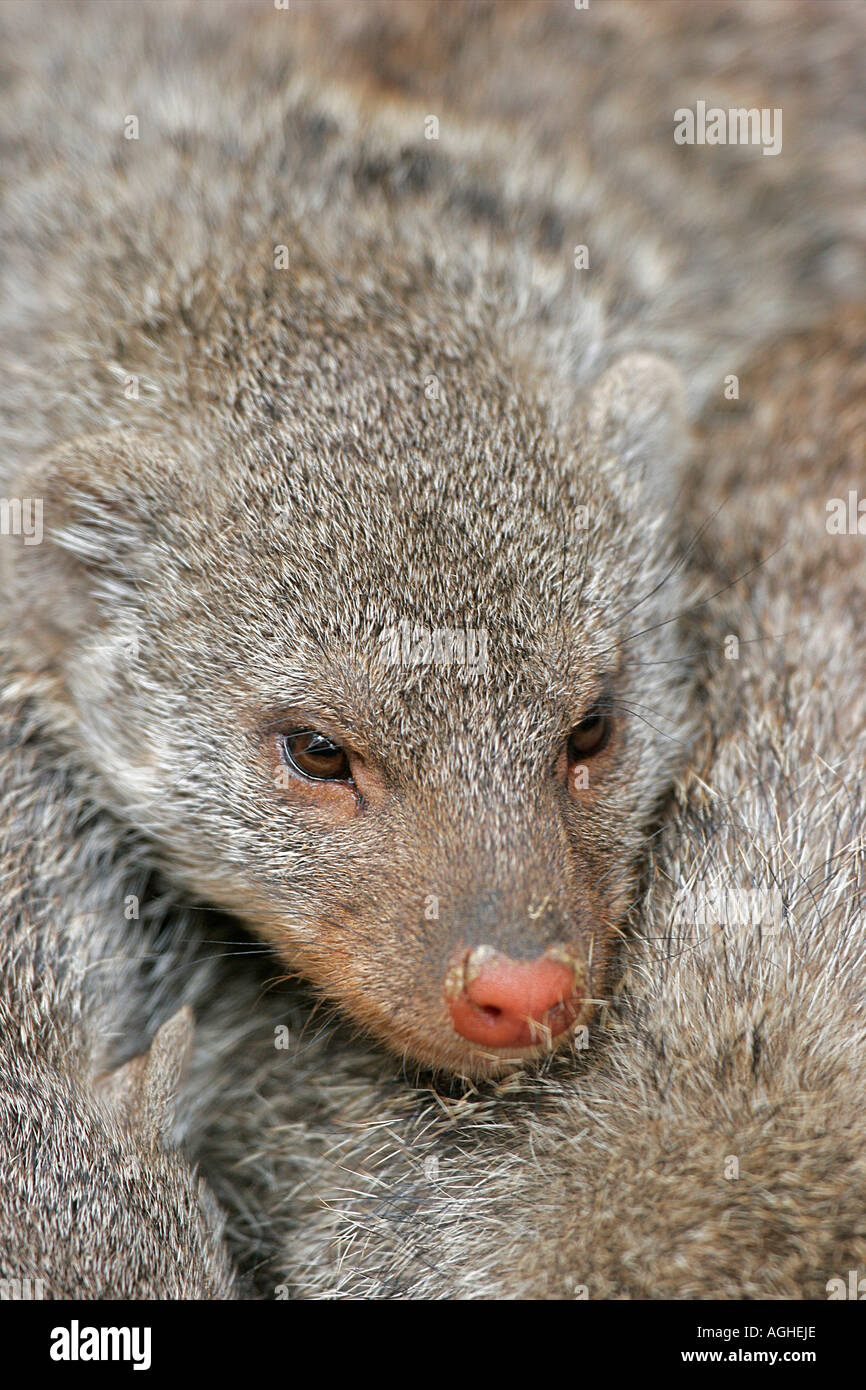 Waermen hi-res stock photography and images - Alamy