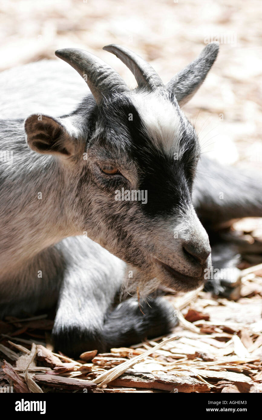 Schwarz goat hi-res stock photography and images - Alamy