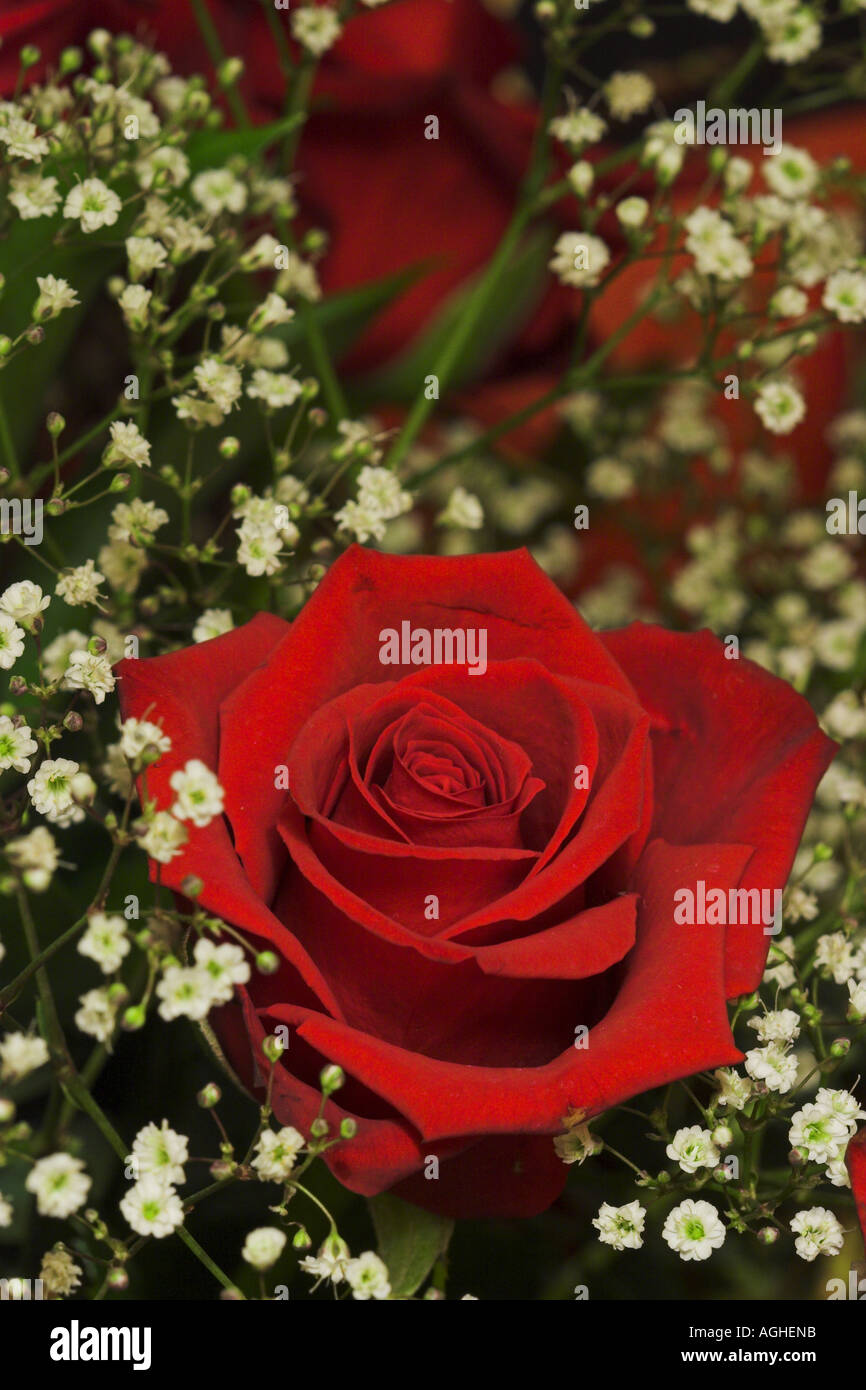 Red roses with Gypsophila Stock Photo - Alamy