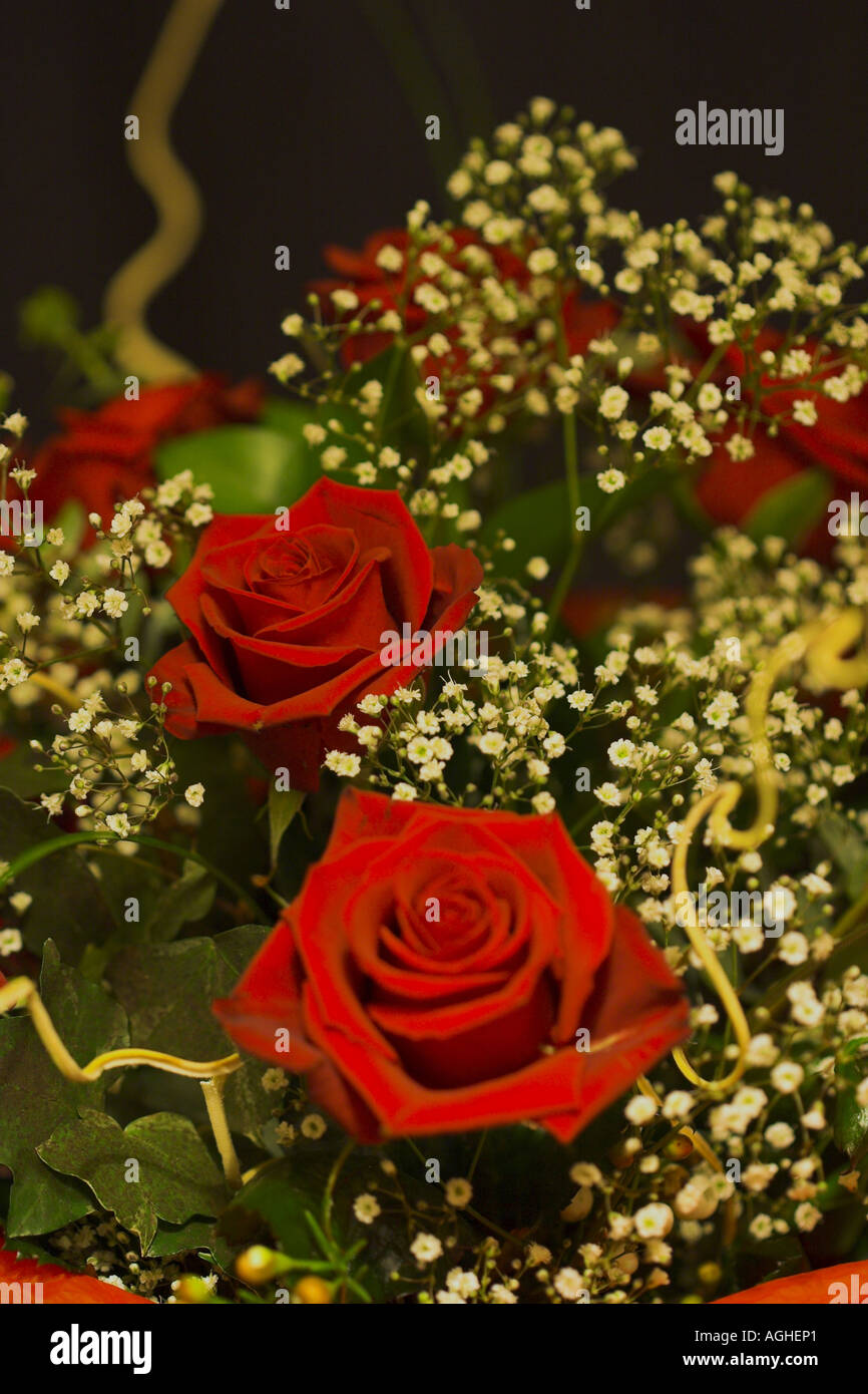 Red roses with Gypsophila Stock Photo - Alamy