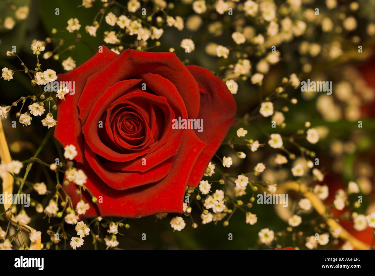Red roses with Gypsophila Stock Photo - Alamy