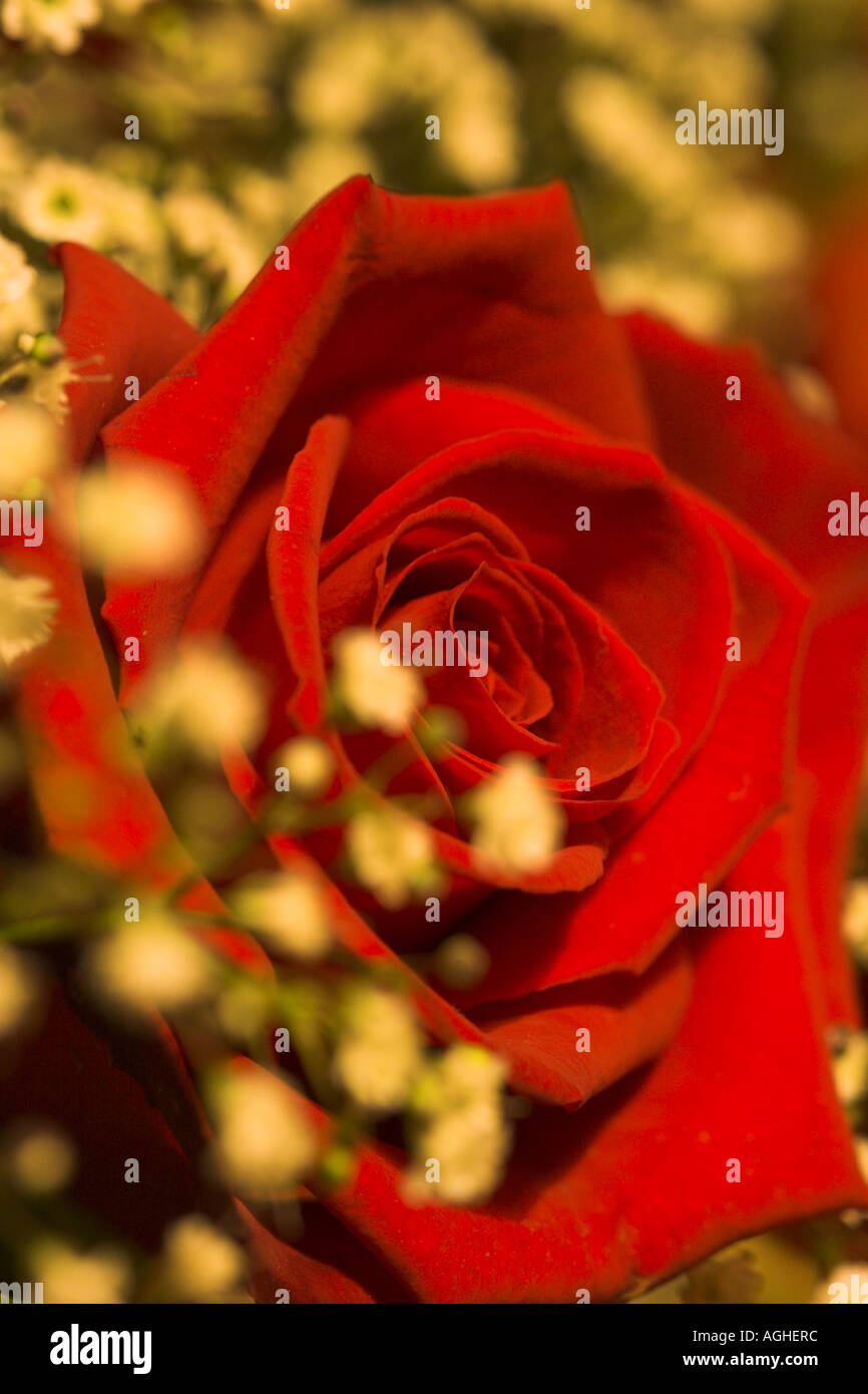 Red roses with Gypsophila Stock Photo - Alamy