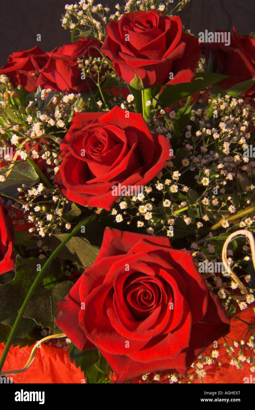 Red roses with Gypsophila Stock Photo - Alamy