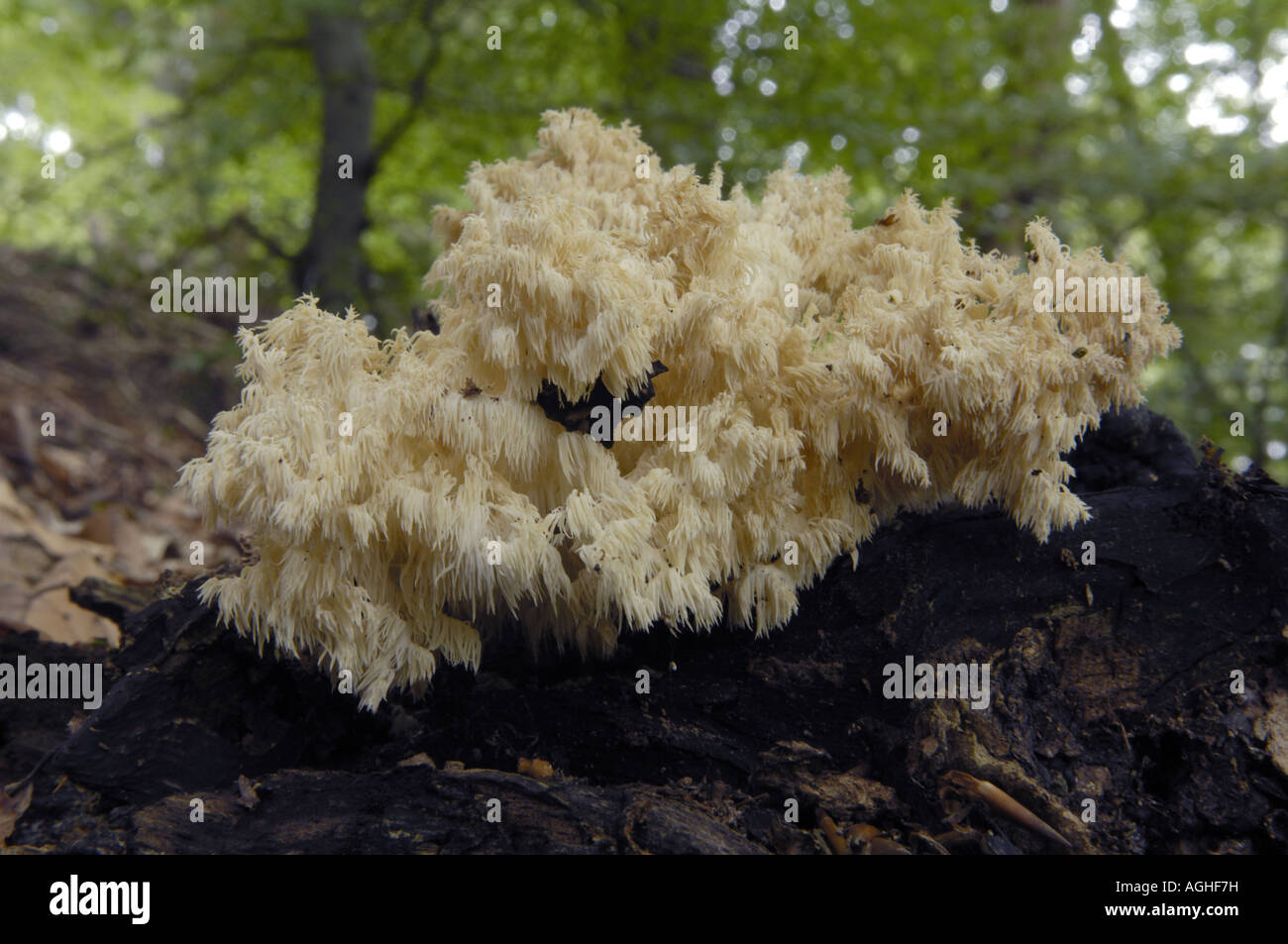 Coral Tooth Fungi High Resolution Stock Photography and Images - Alamy