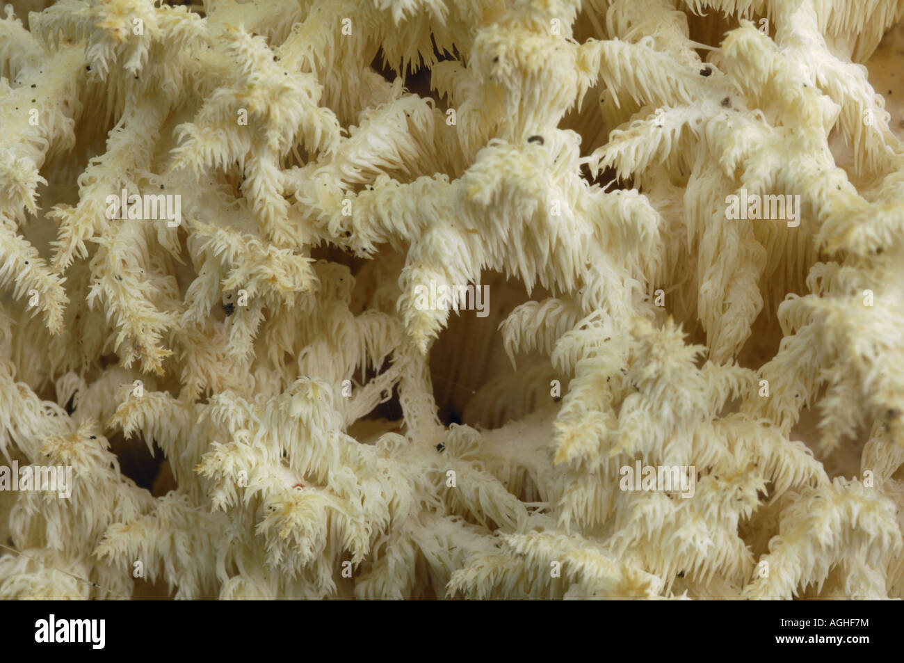 Coral Tooth Fungi High Resolution Stock Photography and Images - Alamy