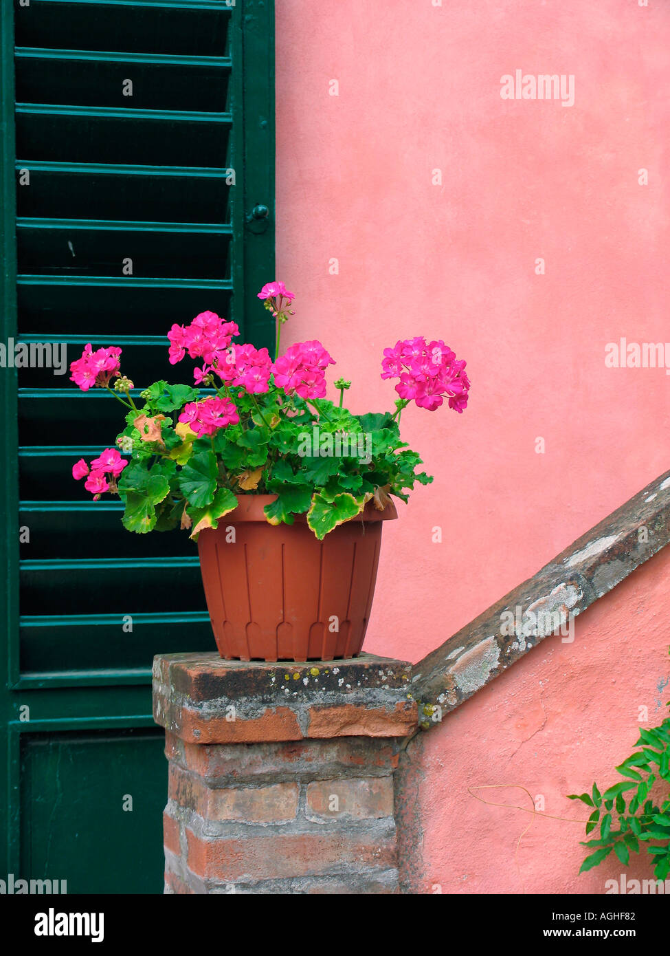 Pink geranium in pot at Villa Rosa agriturisimo Panzano in Chianti ...