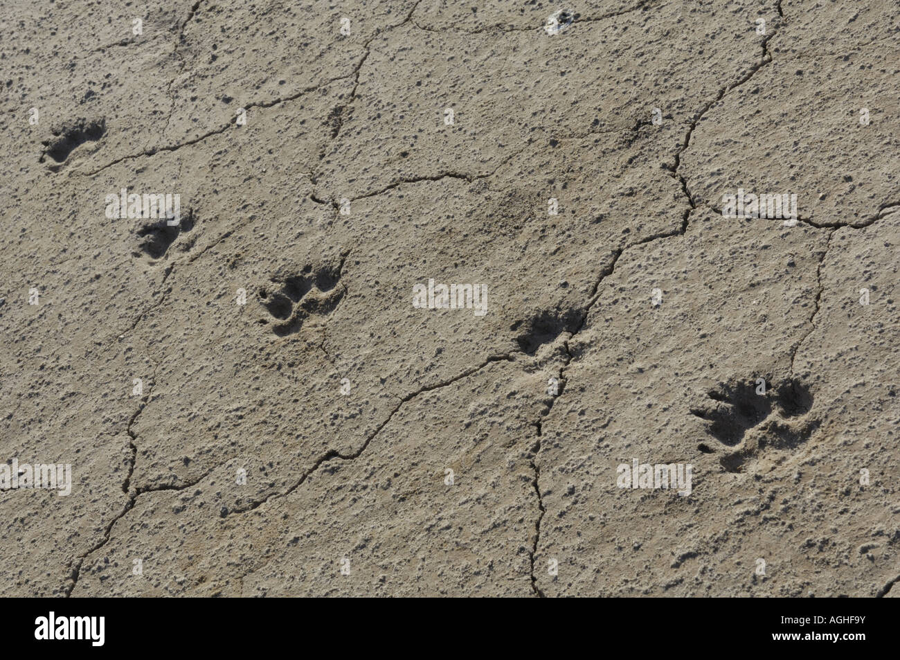 Red Fox Vulpes Vulpes Footprints High Resolution Stock Photography and ...