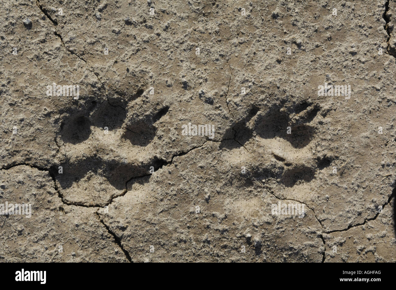 Red Fox Tracks Stock Photos & Red Fox Tracks Stock Images - Alamy
