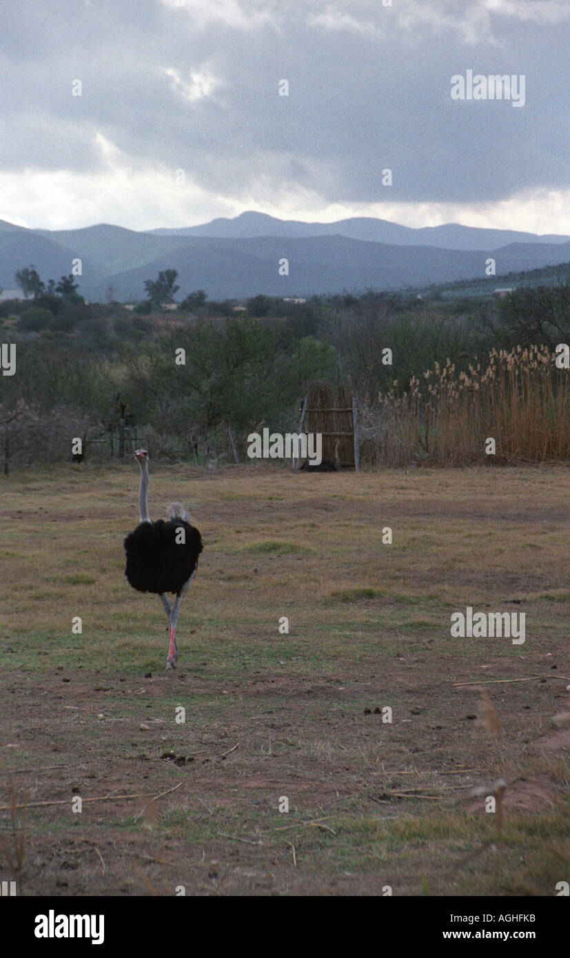Ostrich standing rear view Oudtshorn South Africa Stock Photo - Alamy
