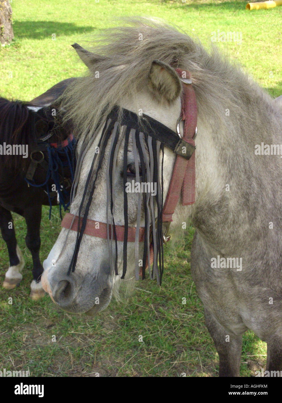 German riding ponies hi-res stock photography and images - Alamy