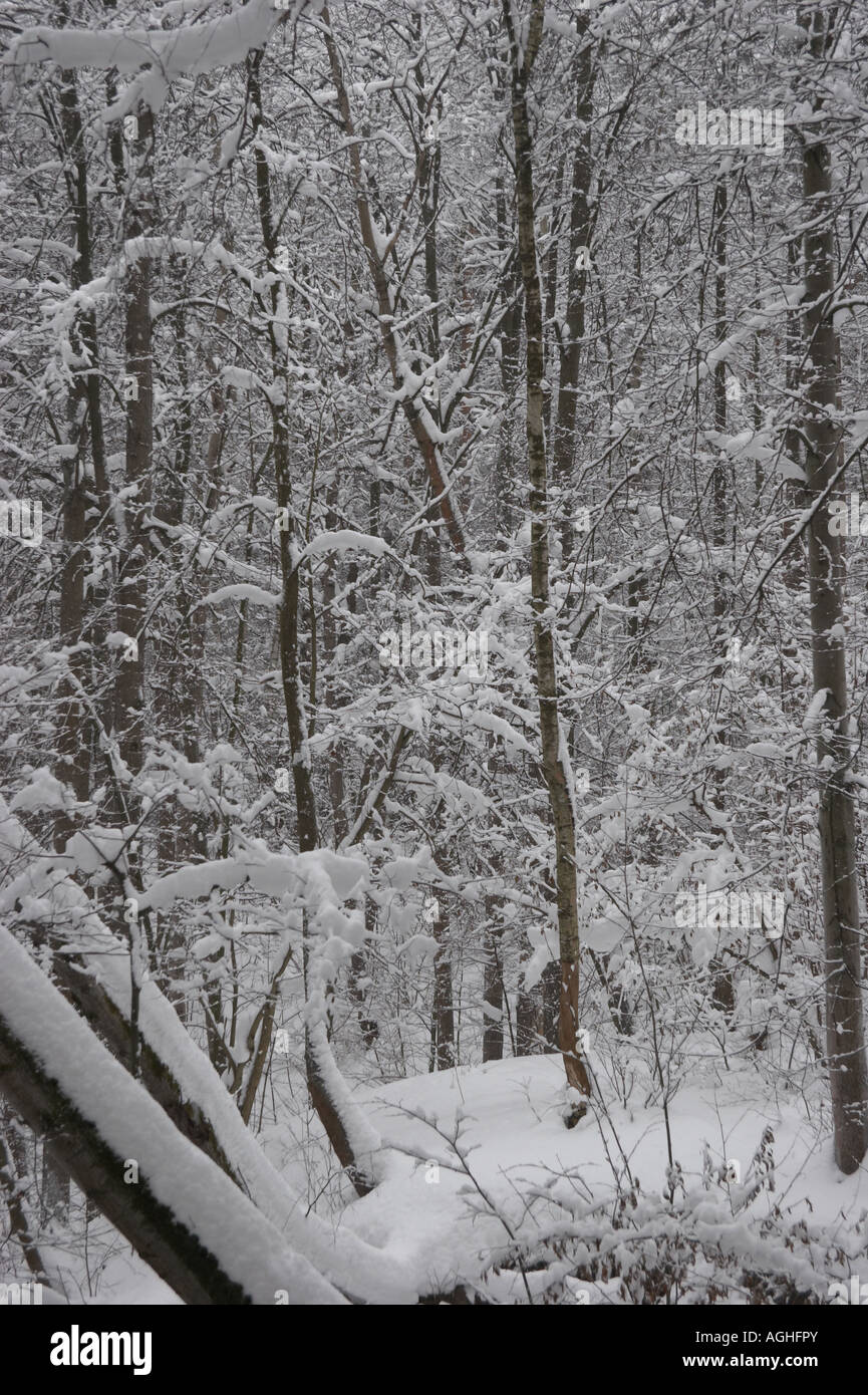 Snow-clad snow-covered forest wood tree and the cloudy sky winter view ...