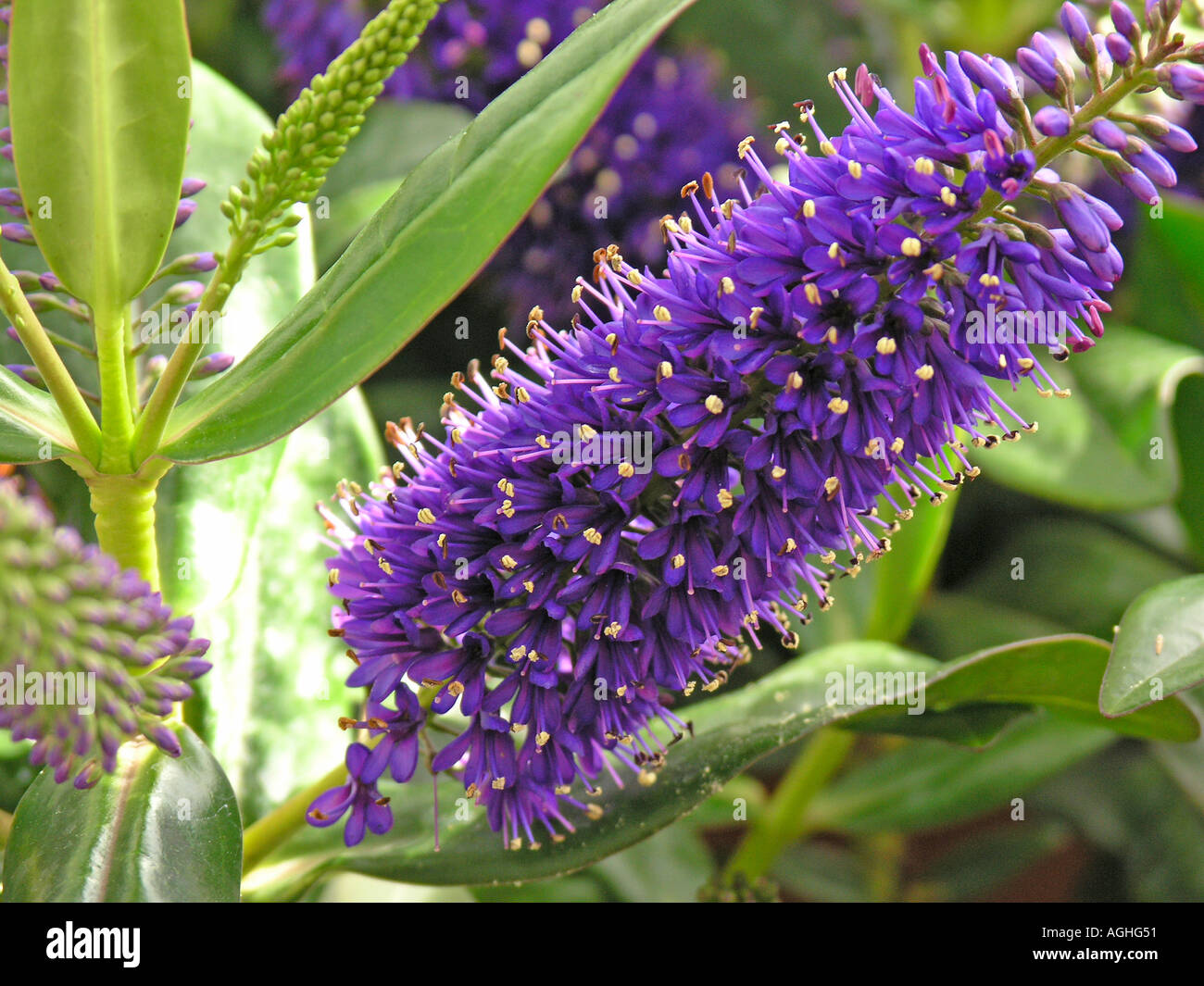 Blue hebe hi-res stock photography and images - Alamy