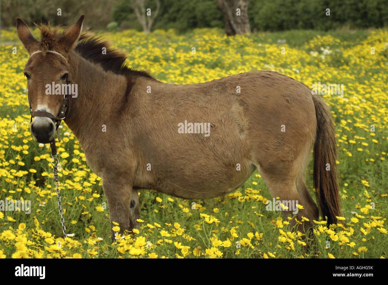 Hinny equus asinus x caballus hi-res stock photography and images - Alamy