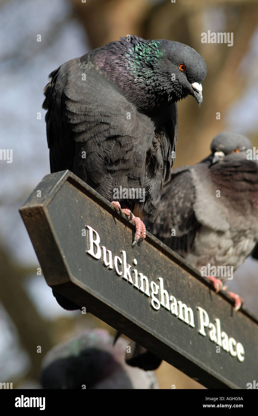 Pigeon sitting on sign to Buckingham Palace in Green Park London United ...