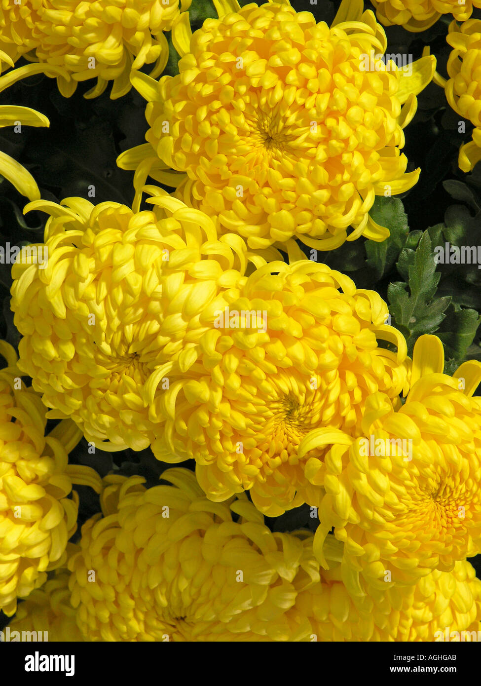 Yellow japanese chrysanthemum hi-res stock photography and images - Alamy