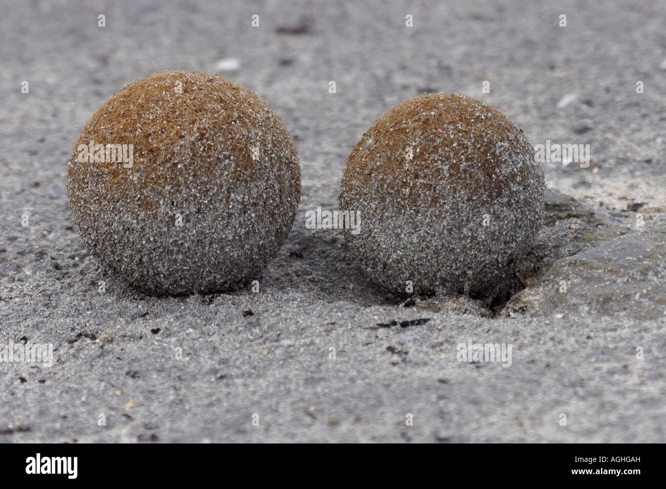Neptune grass, Poseidon grass, Nun's fart (Posidonia oceanica), neptune ...