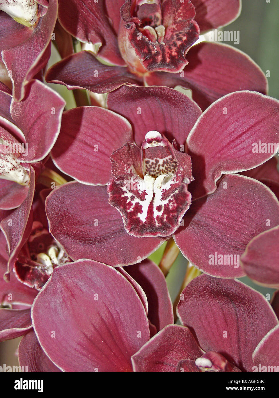 Purple cymbidium hi-res stock photography and images - Alamy