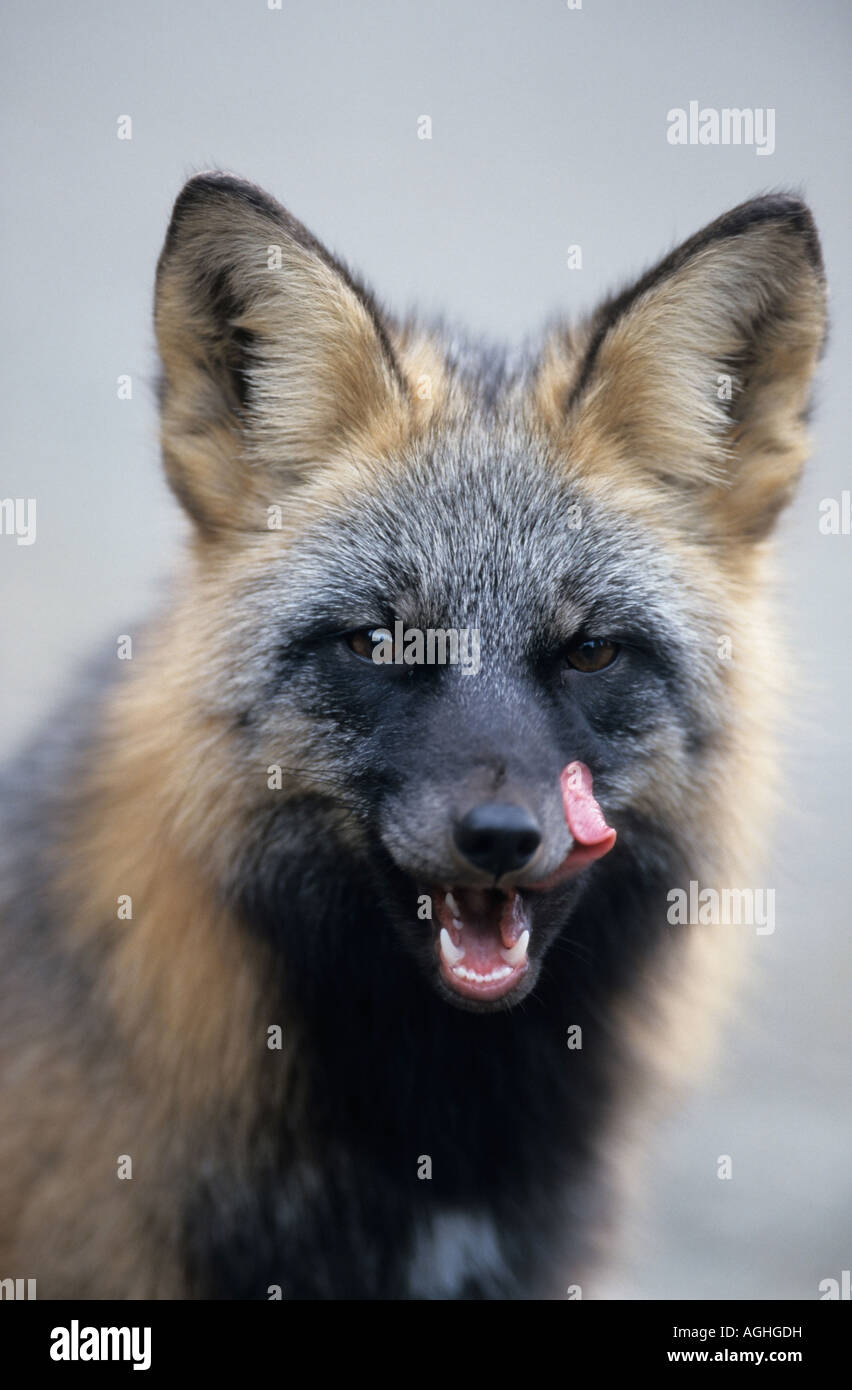 Kreuzfuchs hi-res stock photography and images - Alamy