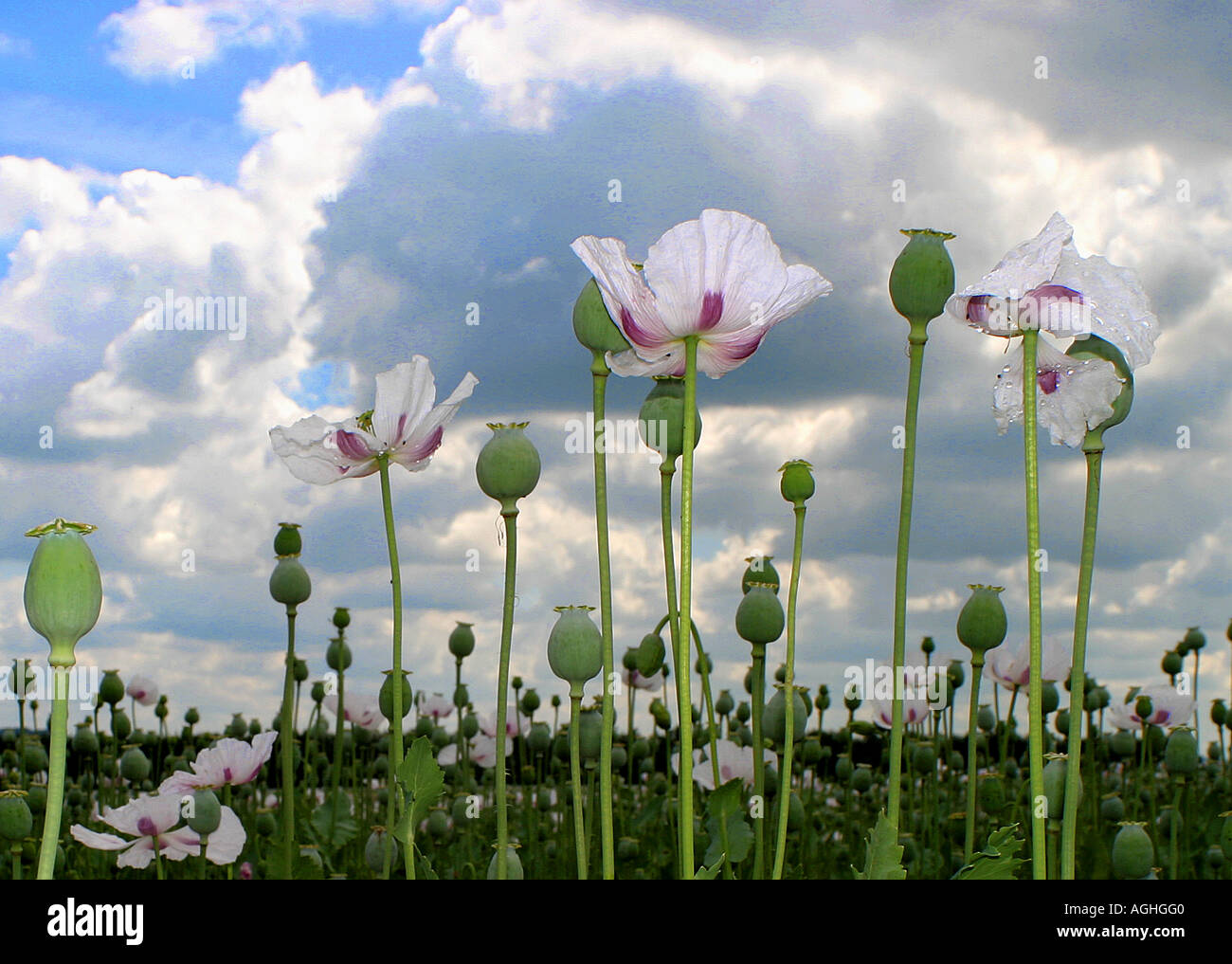 Seed pod artwork hi-res stock photography and images - Alamy