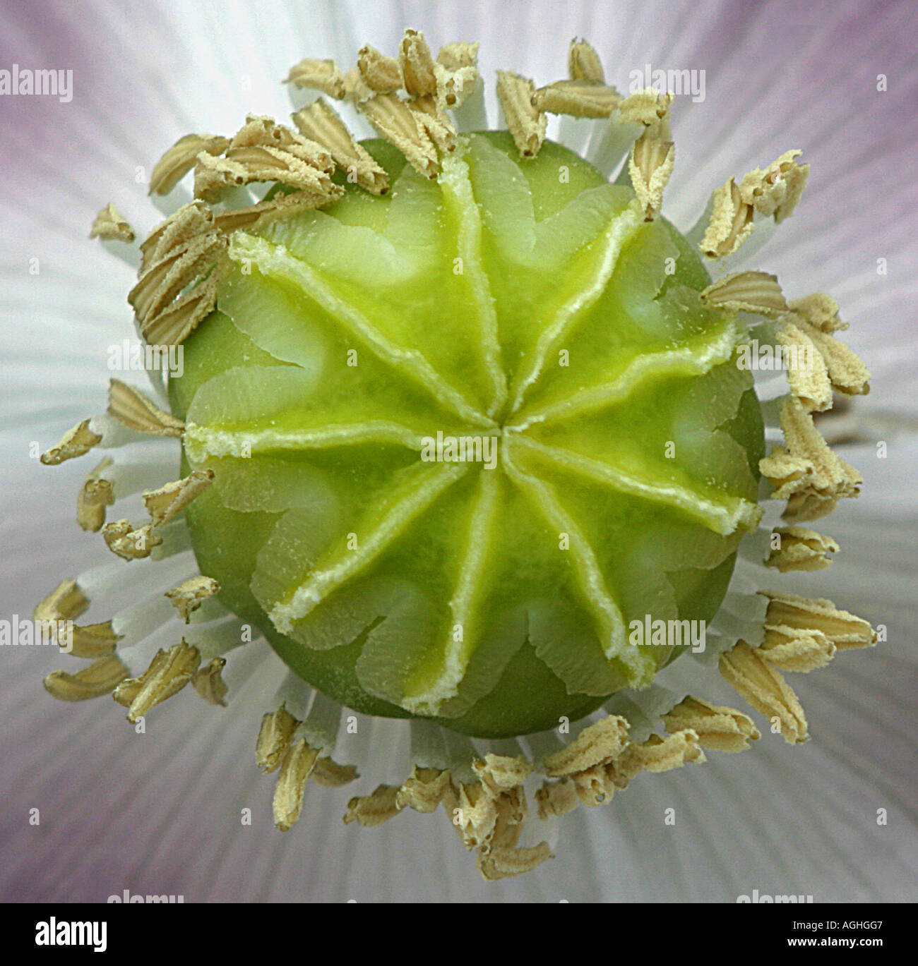 Seed pod artwork hi-res stock photography and images - Alamy