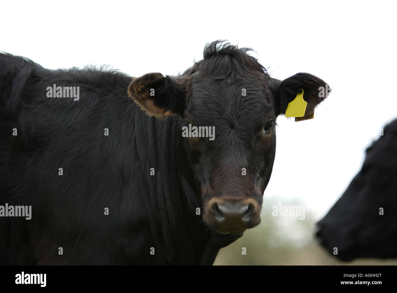 head and side view of Limousin cow Stock Photo - Alamy