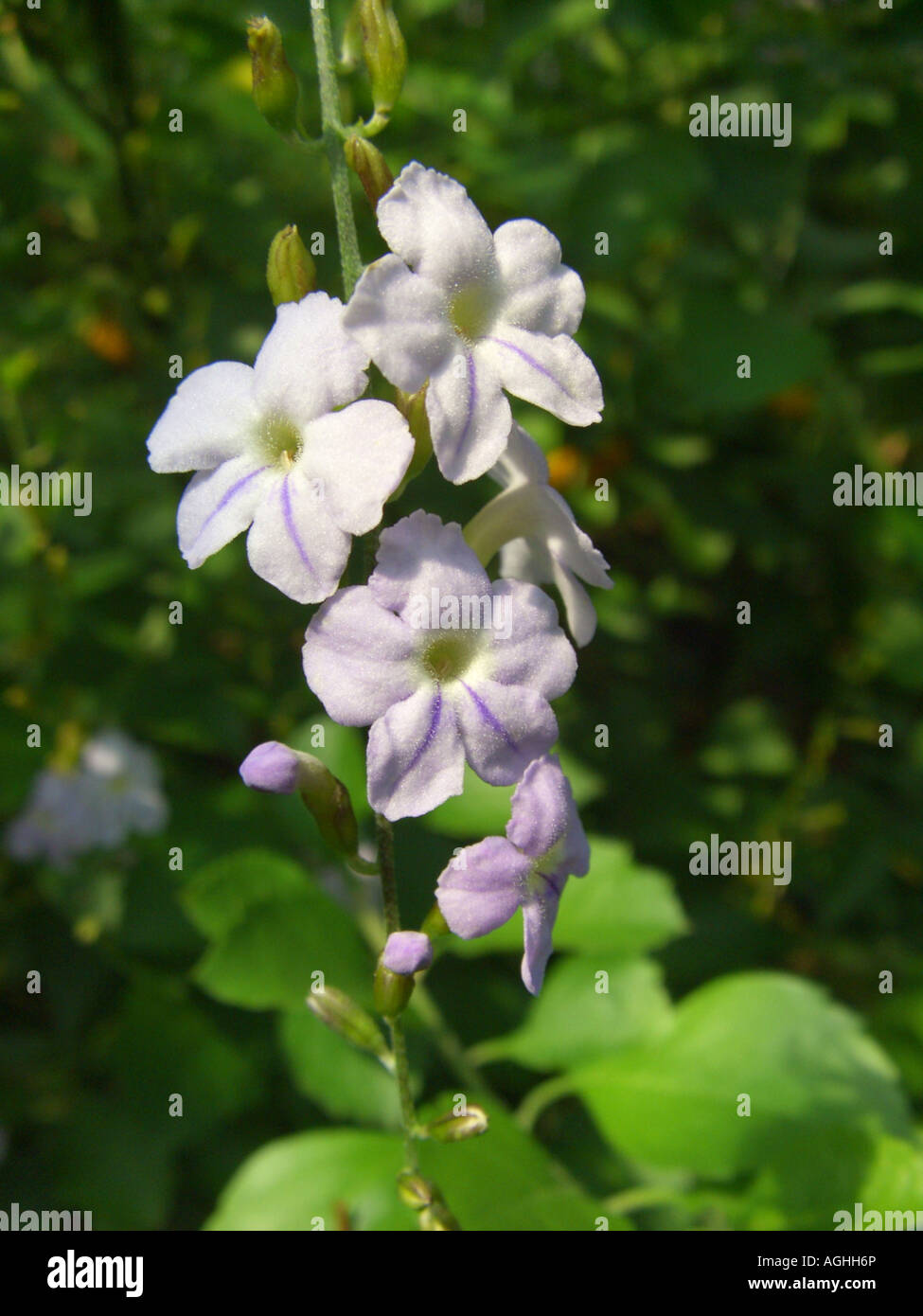 Blue sky flower, Pigeon berry (Duranta erecta), flowers Stock Photo - Alamy