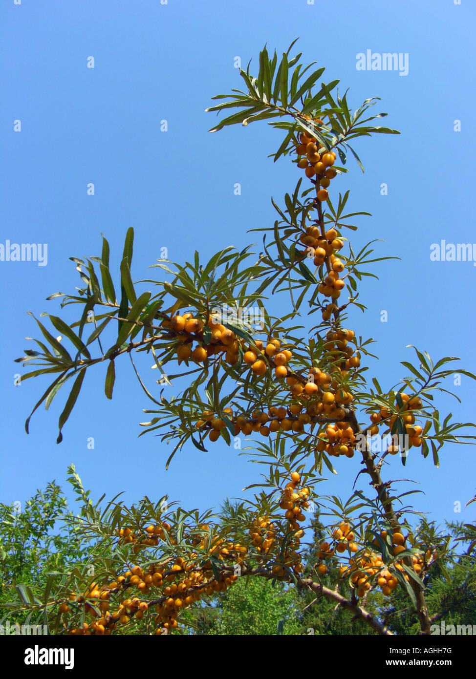 Hippophae rhamnoides flower hi-res stock photography and images - Alamy