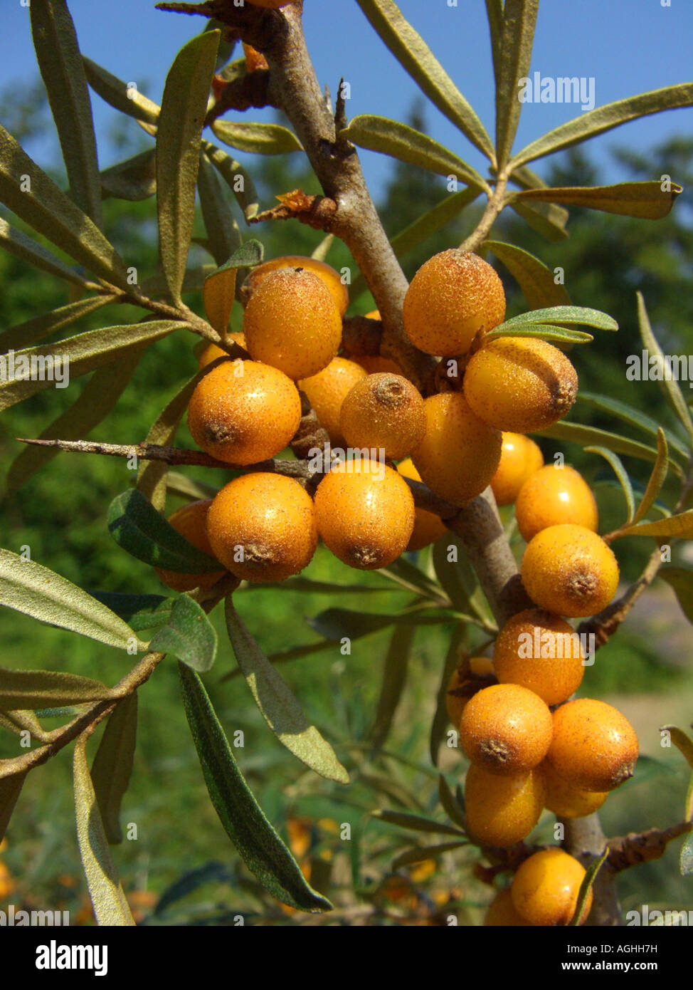 Hippophae rhamnoides flower hi-res stock photography and images - Alamy