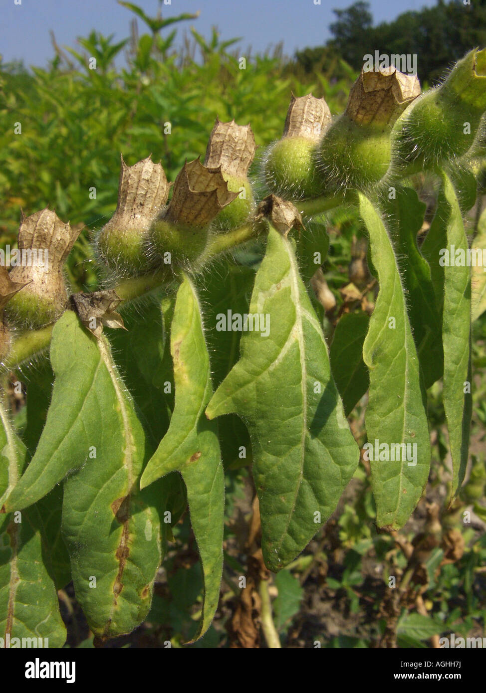 Henbane hyoscyamus niger fruit hi-res stock photography and images - Alamy