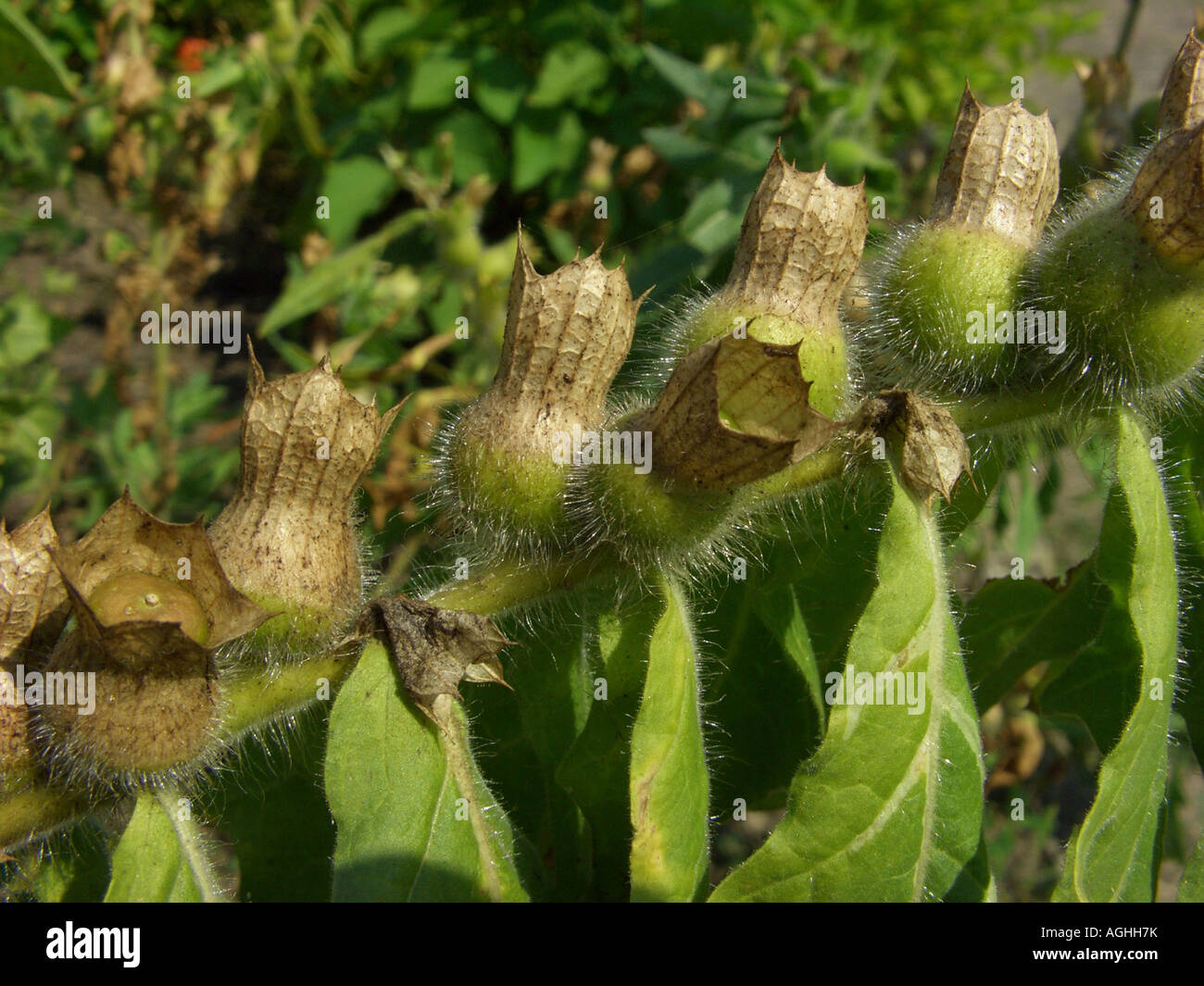 Henbane hyoscyamus niger fruit hi-res stock photography and images - Alamy