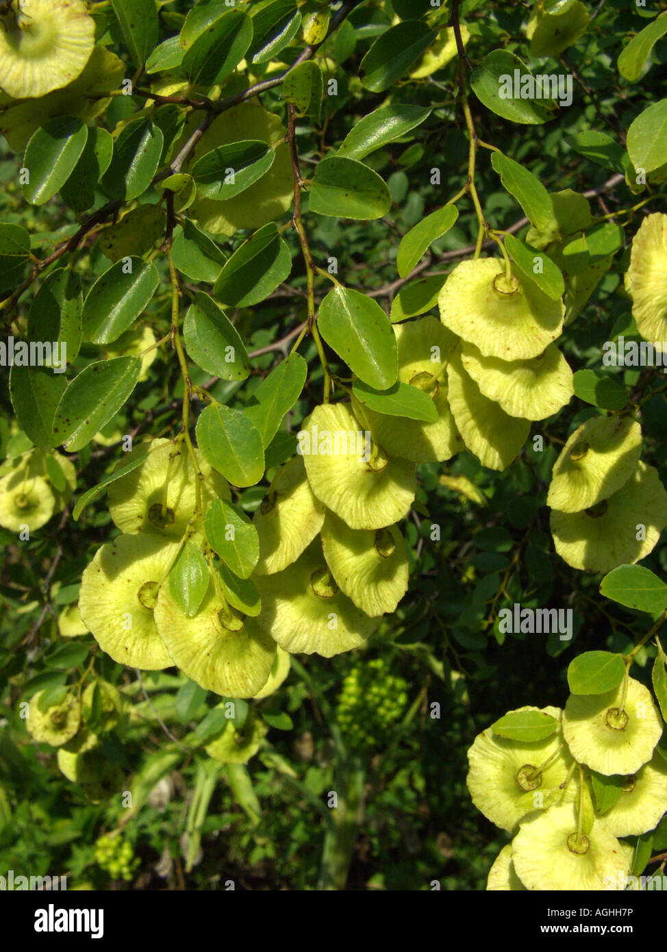 Christ's thorn, Jerusalem thorn (Paliurus spina-christi), fruiting ...