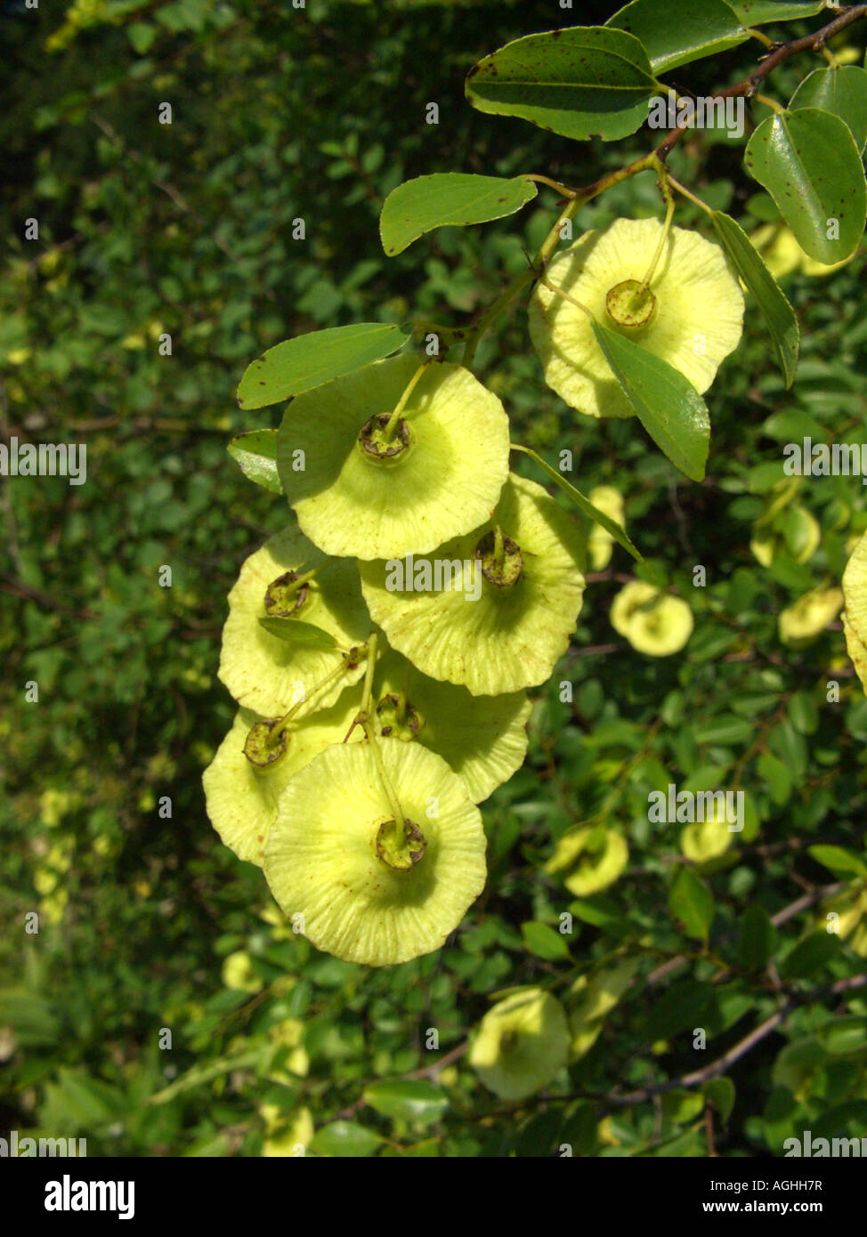 Christ's thorn, Jerusalem thorn (Paliurus spina-christi), twig with ...