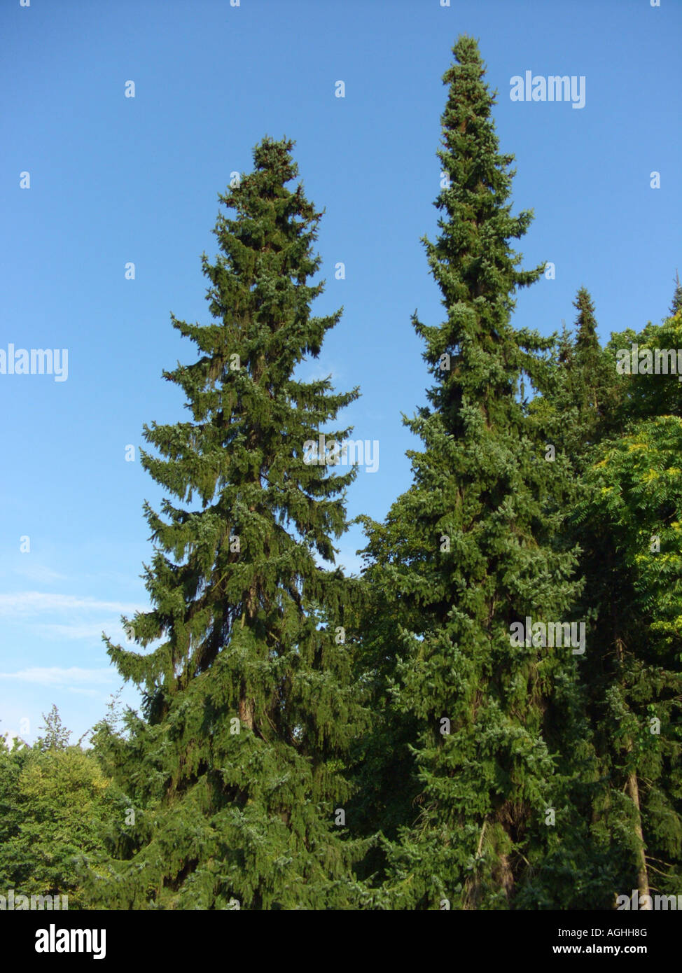 Serbian Spruce (Picea omorika), single trees Stock Photo - Alamy