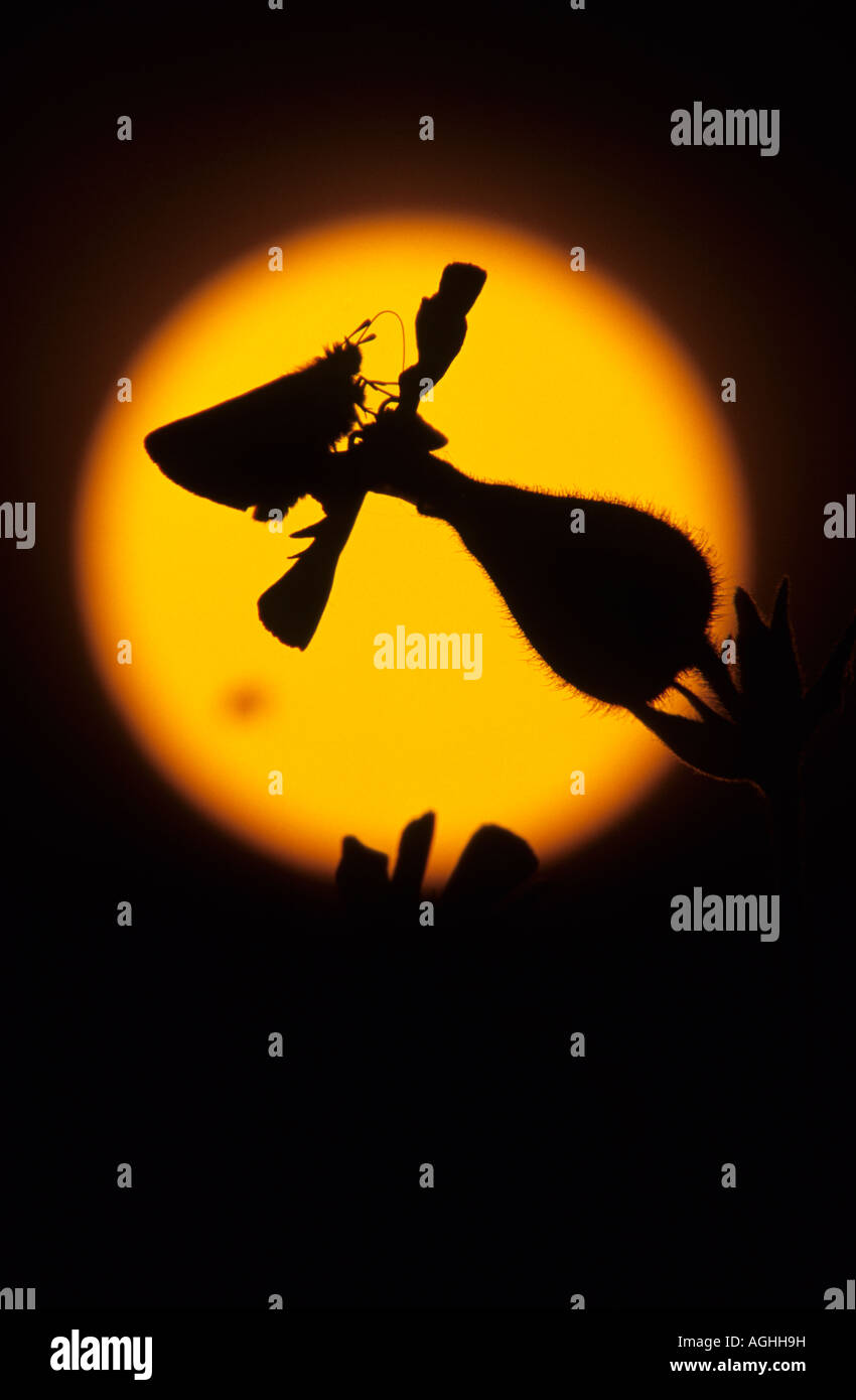 Siphoning insect hi-res stock photography and images - Alamy