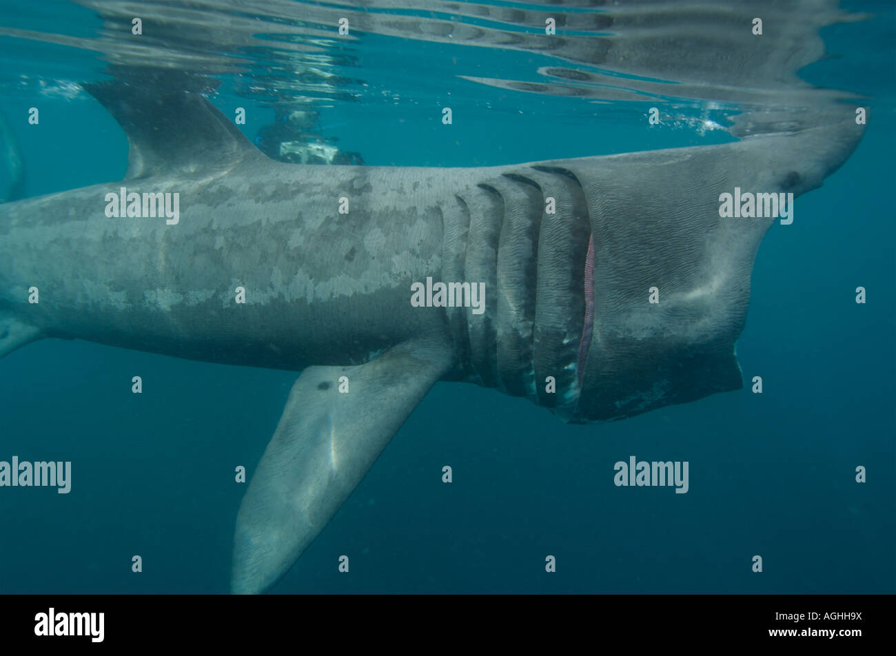 Basking shark gill rakers hi-res stock photography and images - Alamy