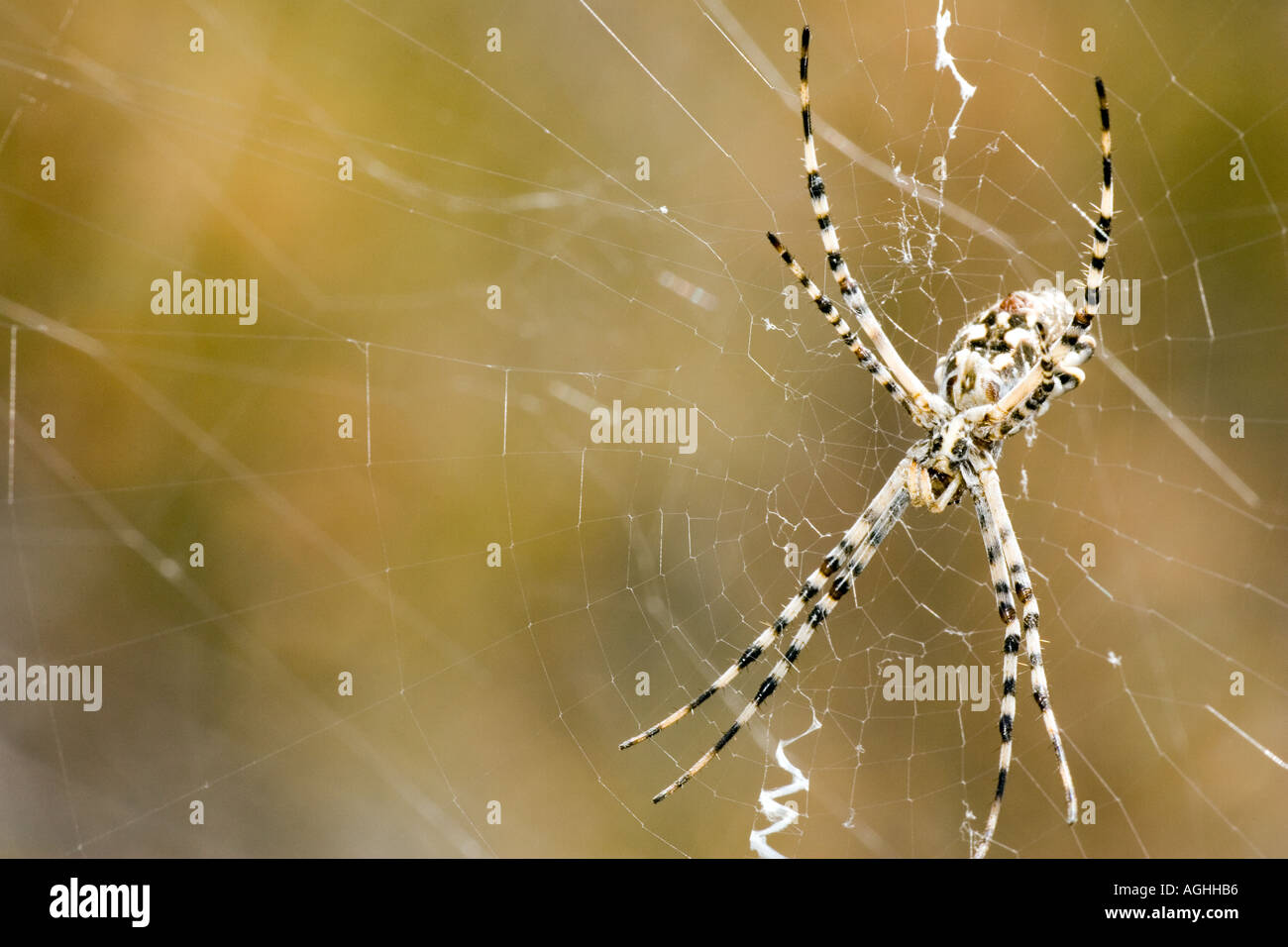 Cobweb spider web hi-res stock photography and images - Alamy