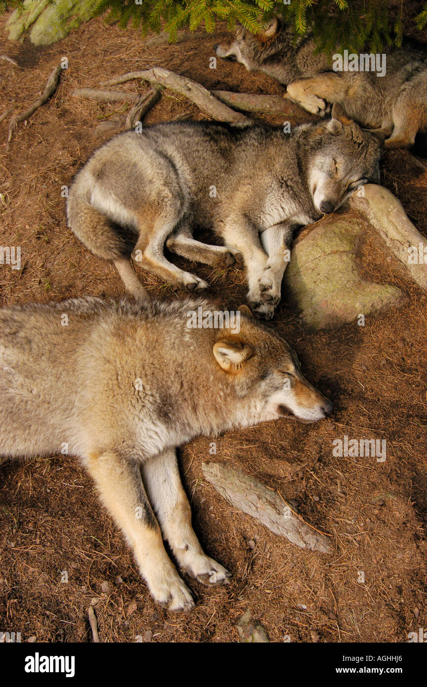 wolf pack taking a nap, Kolmården Wildlife Park, Sweden Stock Photo - Alamy